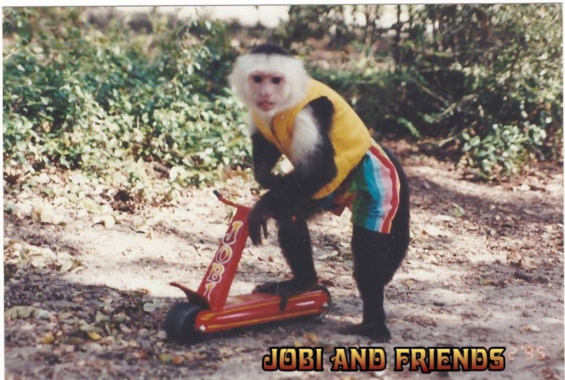 Gallery | Jobi and Friends