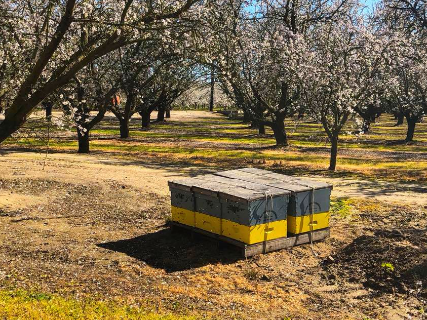 Montana & California Bee Pollination Fields Experts