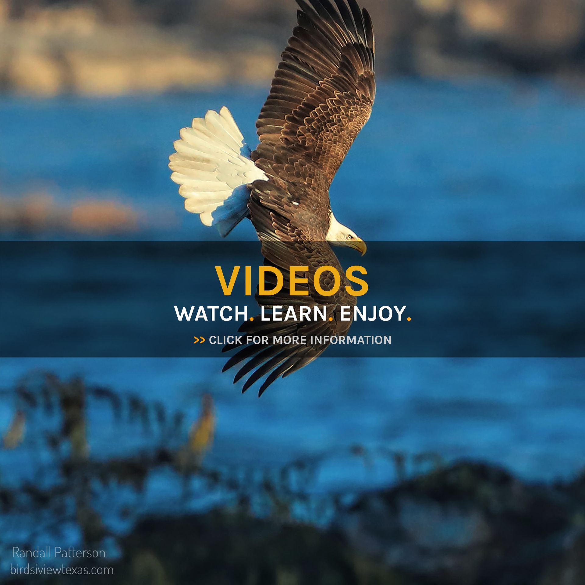 Wildlife & Bird Photography | Randall Patterson Photography | TX