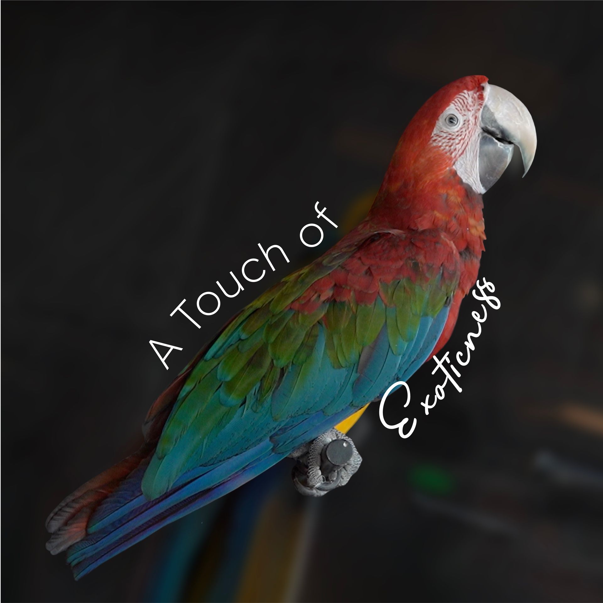 HuqqaBaz: Grand Opening in Amman, Jordan | UBlac