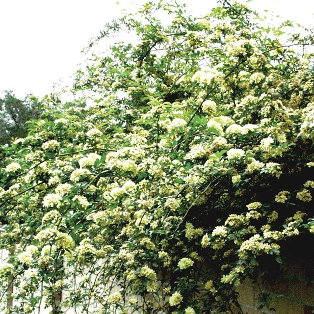 World's Biggest Rose Flower