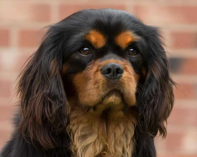 Cavalier King Charles Sauver La Californie