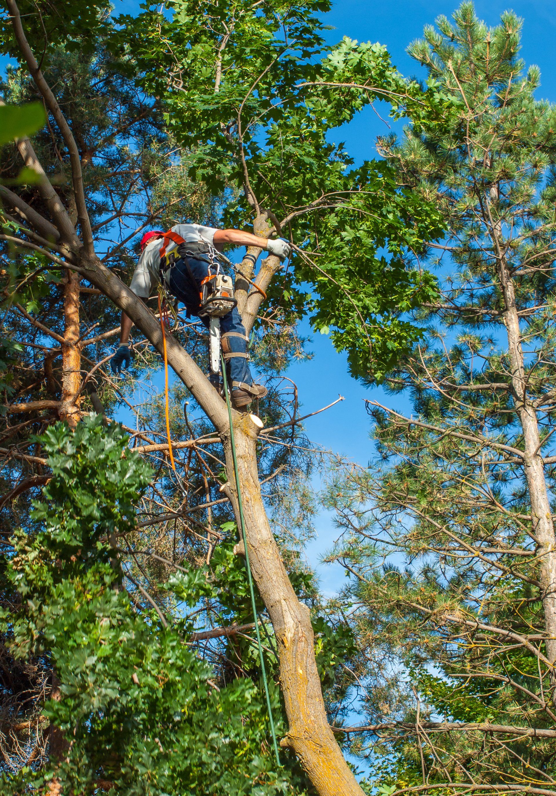 Tree Service Boca Raton | Tree Trimming | Tree Removal