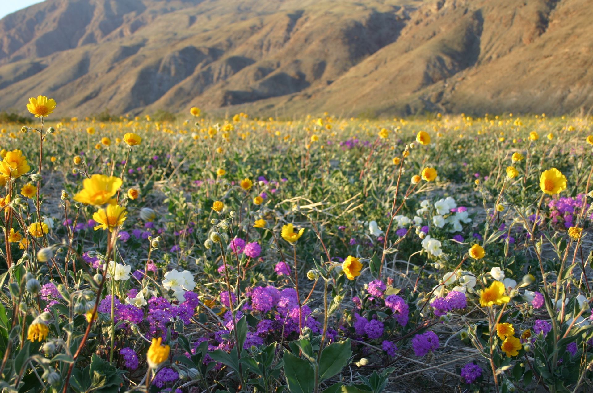 Stuart Resor: Architect, Visionary, and Borrego Springs Icon
