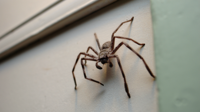 Huntsman Spider Country