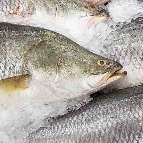 Fish Market in Darwin | Darwin Fish Market