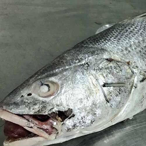 Fish Market in Darwin | Darwin Fish Market