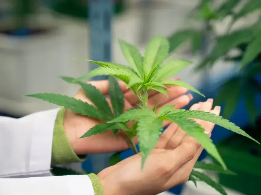 How to Obtain a Medical Marijuana Card in Ontario?