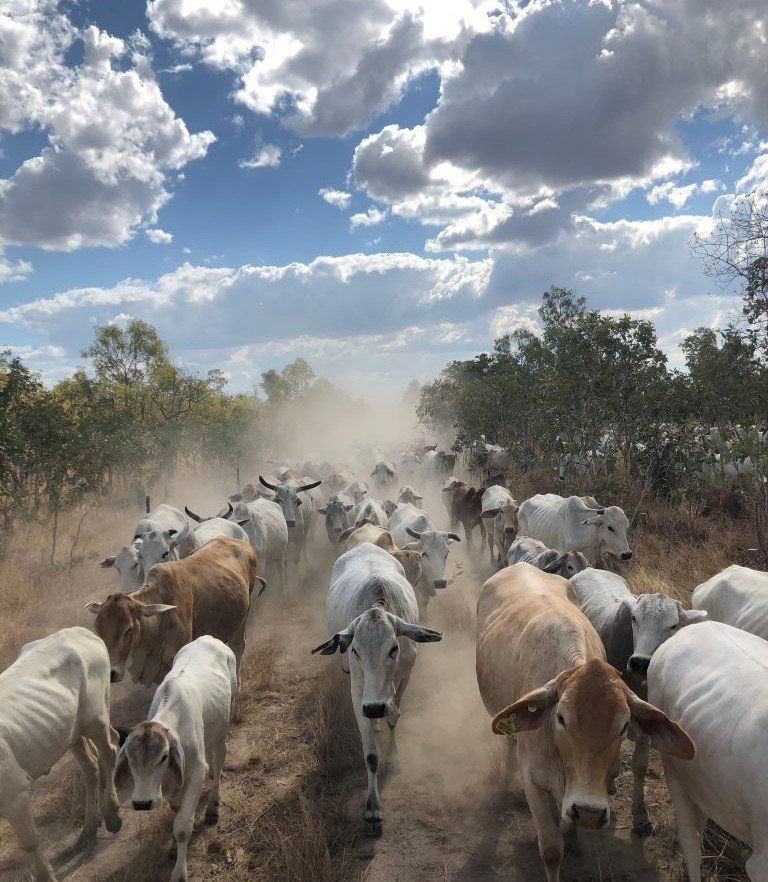 Australian beef – beef you can trust