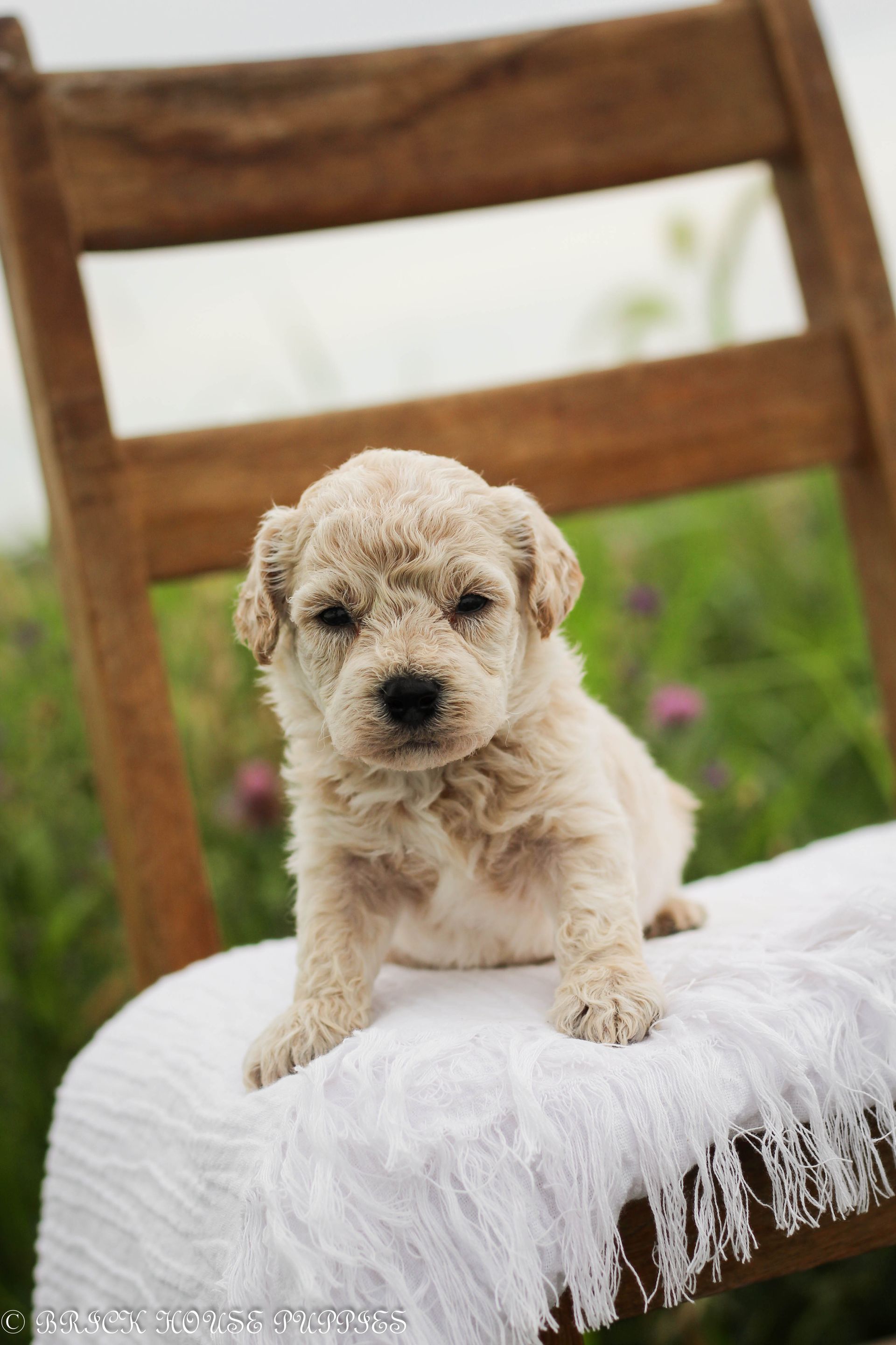 Brick House Puppies | Poochon | Poochon Puppies