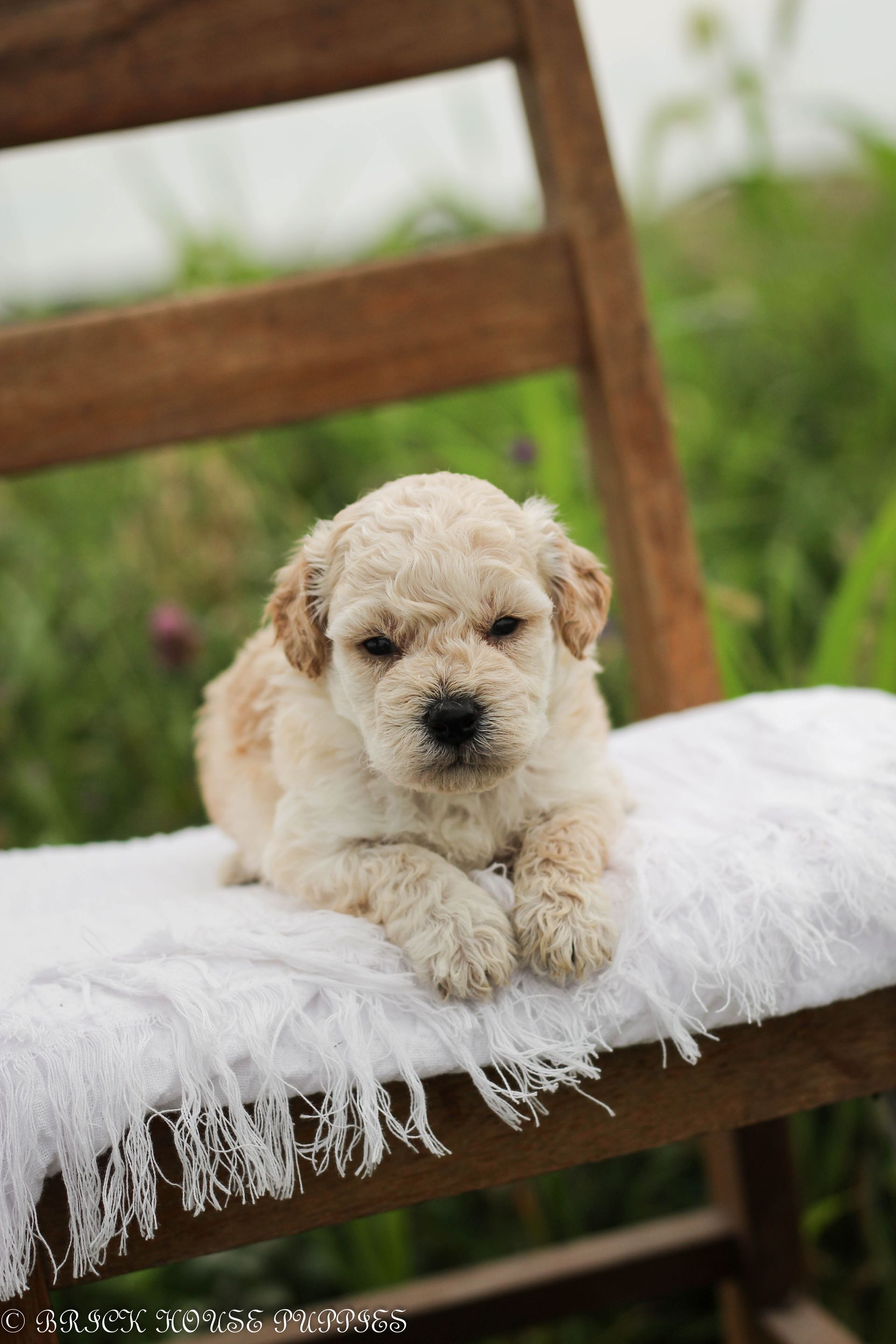Brick House Puppies | Poochon | Poochon Puppies