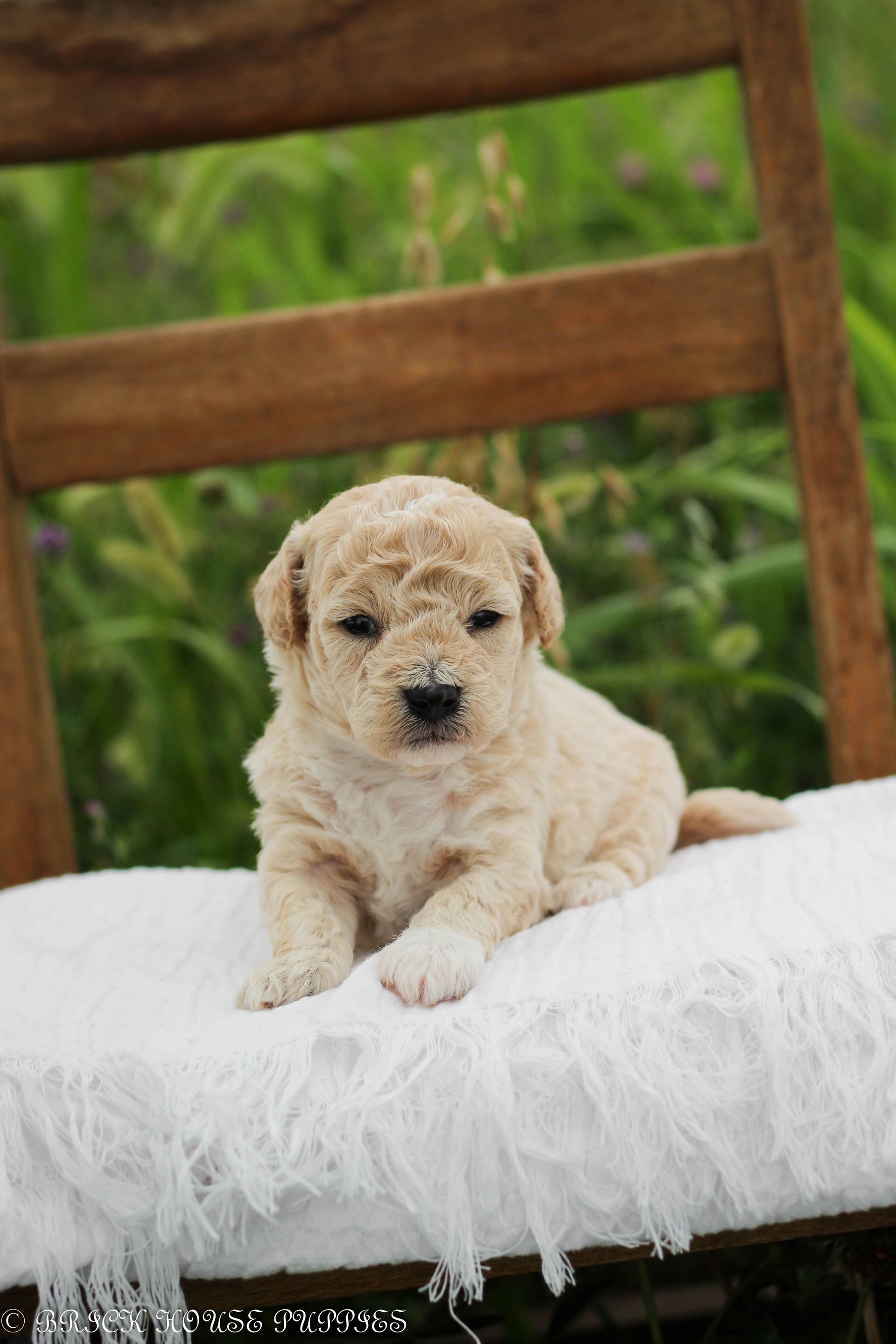 Brick House Puppies | Poochon | Poochon Puppies
