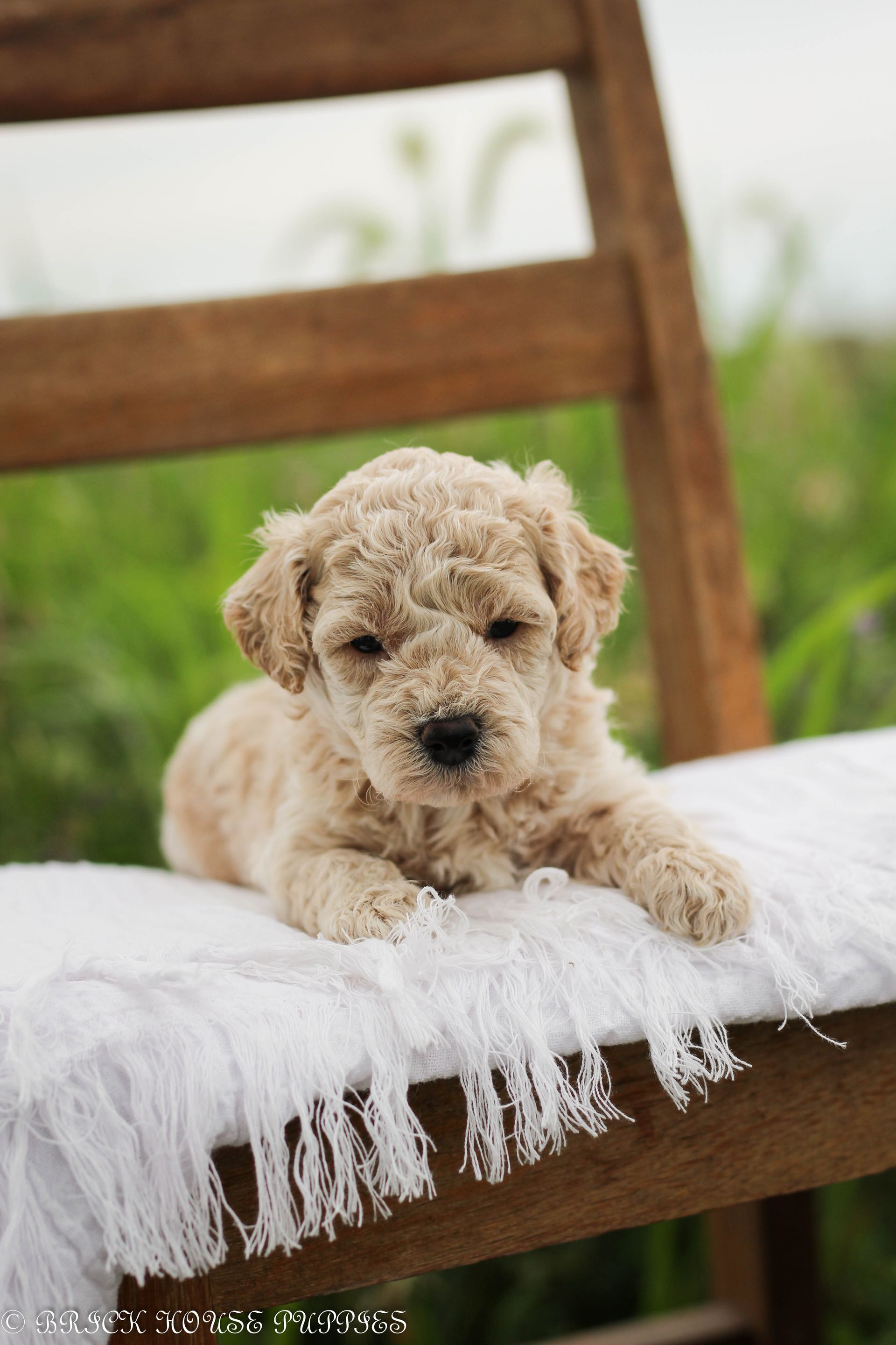Brick House Puppies | Poochon | Poochon Puppies