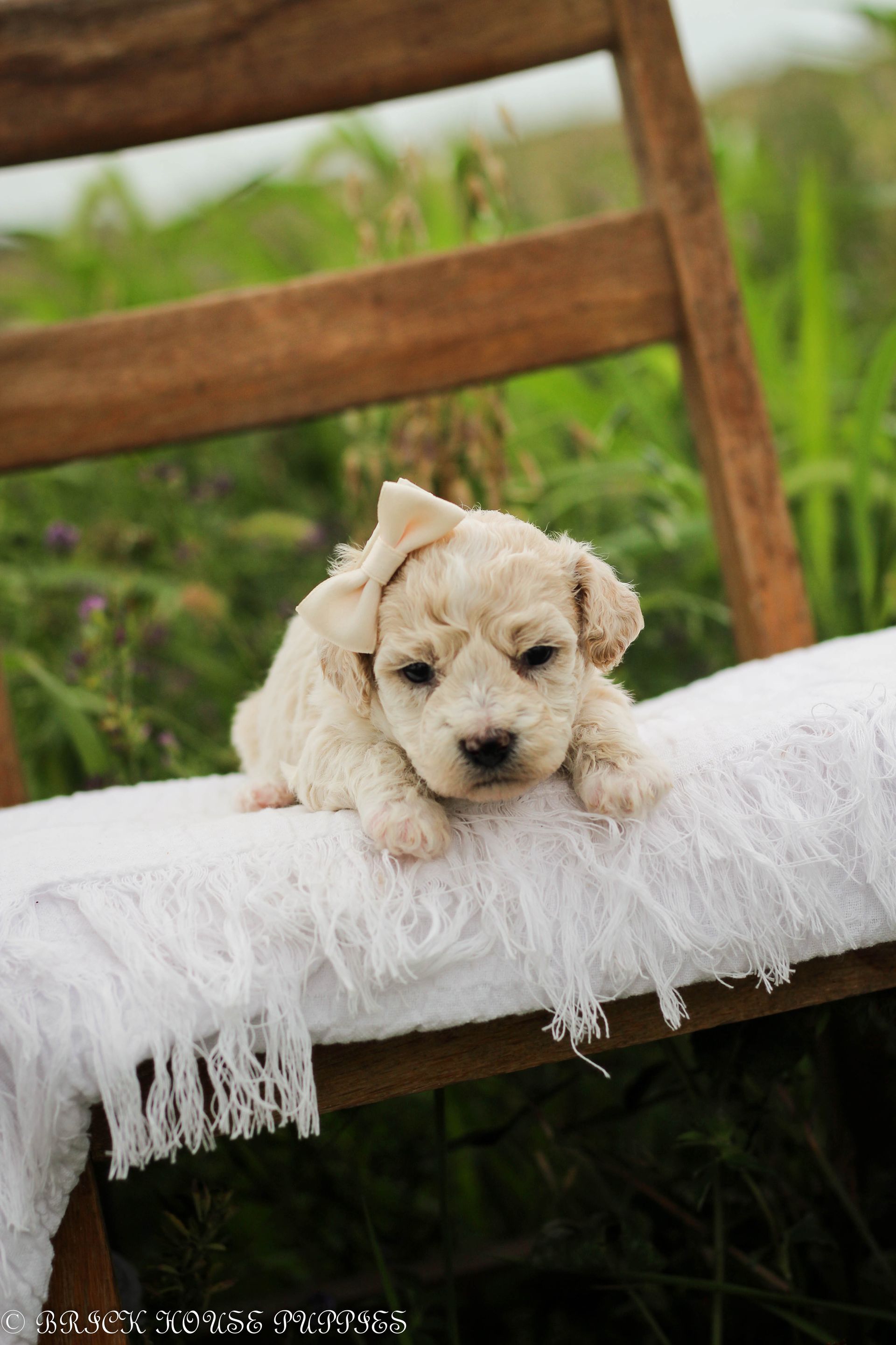 Brick House Puppies | Poochon | Poochon Puppies