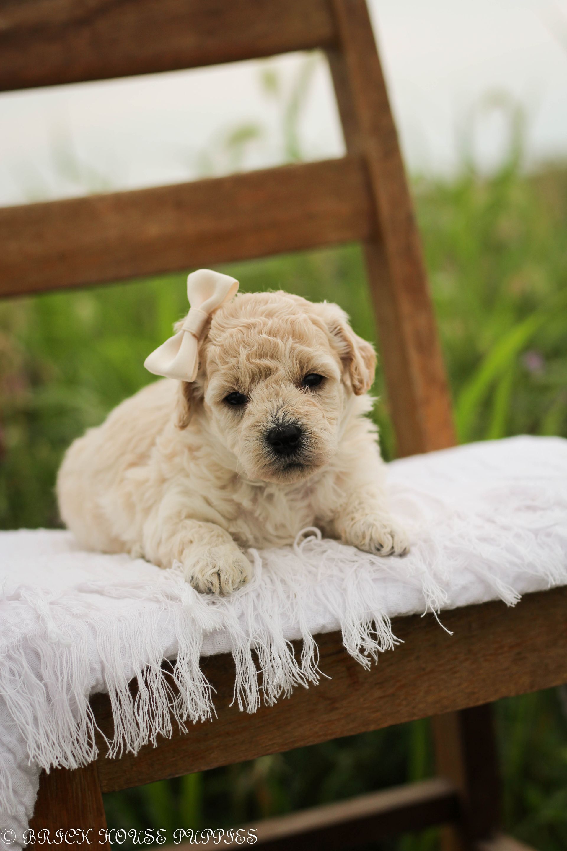 Brick House Puppies | Poochon | Poochon Puppies