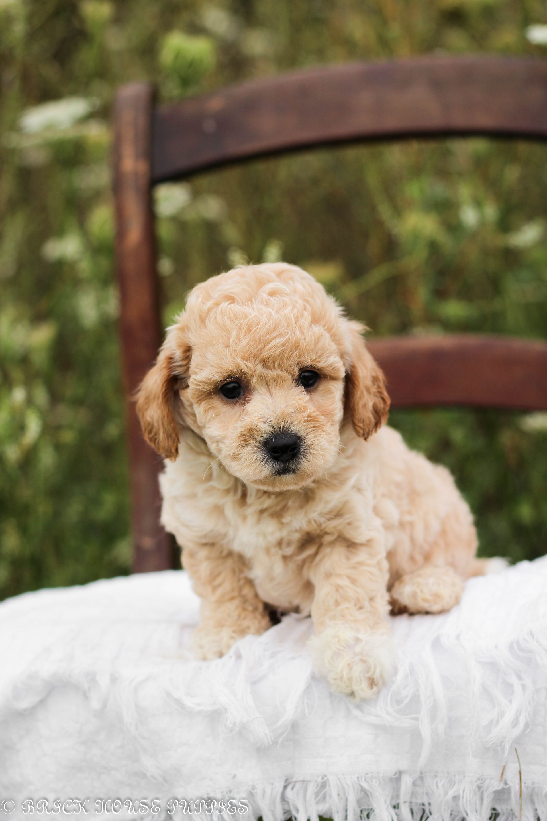 Brick House Puppies | Poochon | Poochon Puppies
