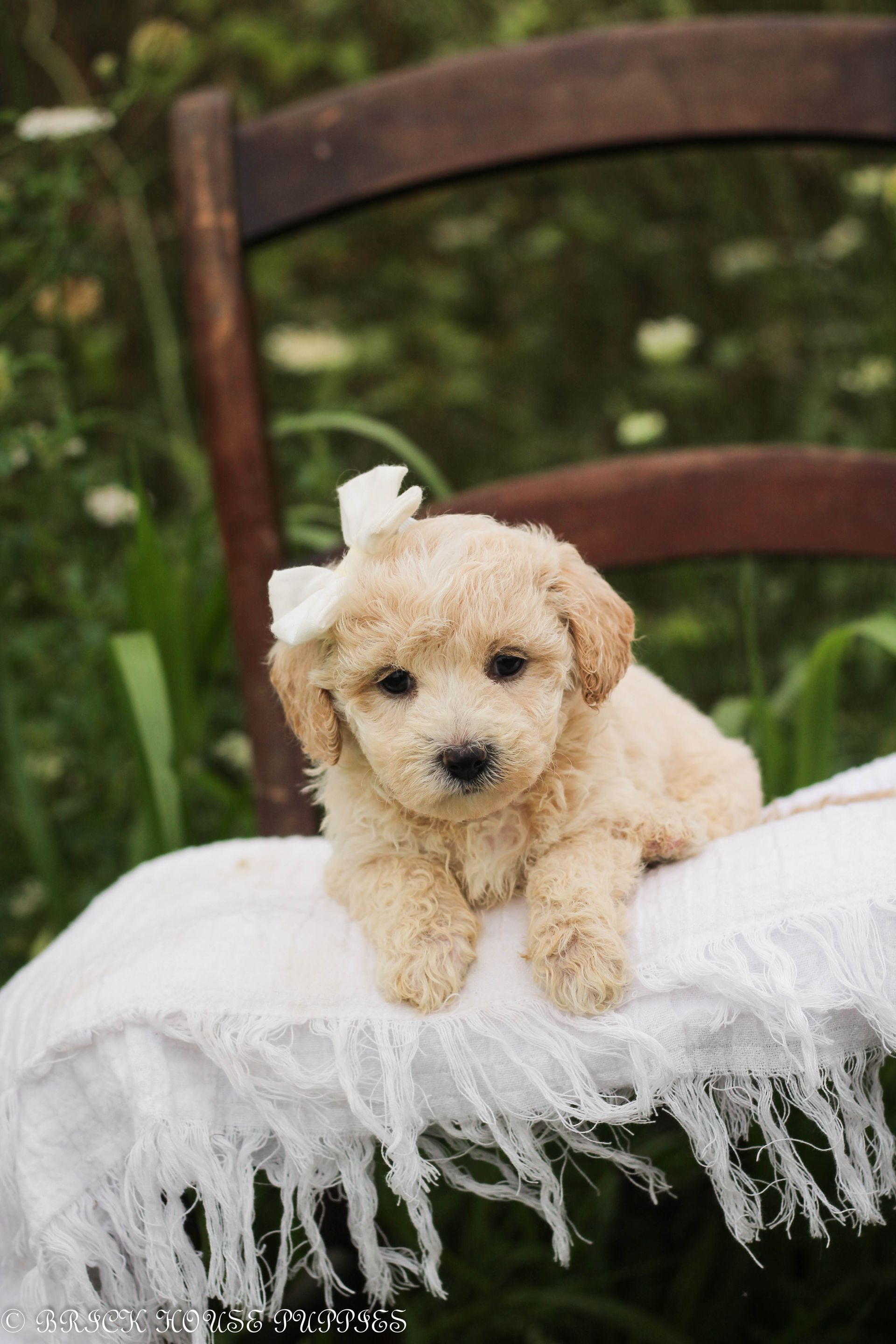 Brick House Puppies | Poochon | Poochon Puppies