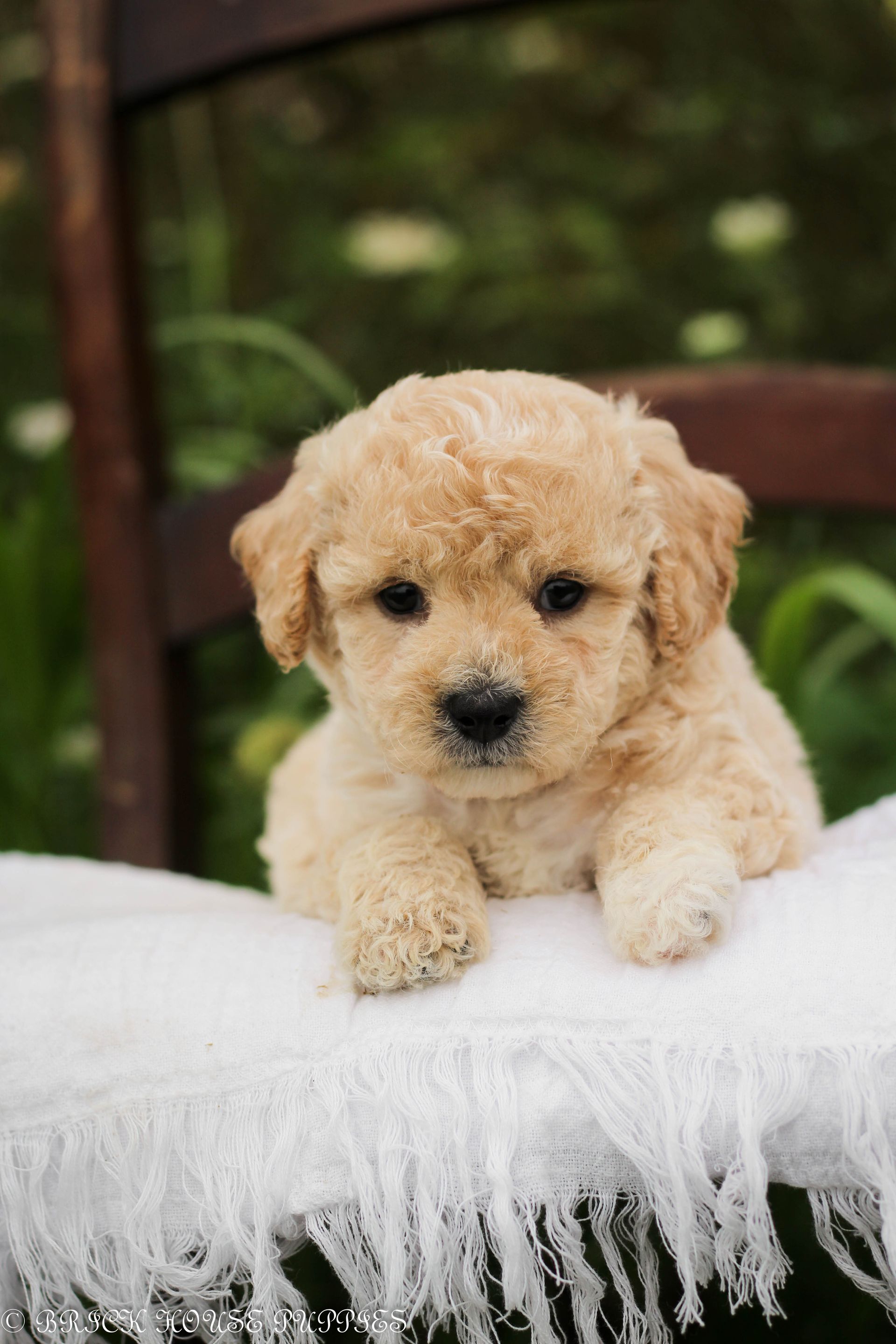 Brick House Puppies | Poochon | Poochon Puppies