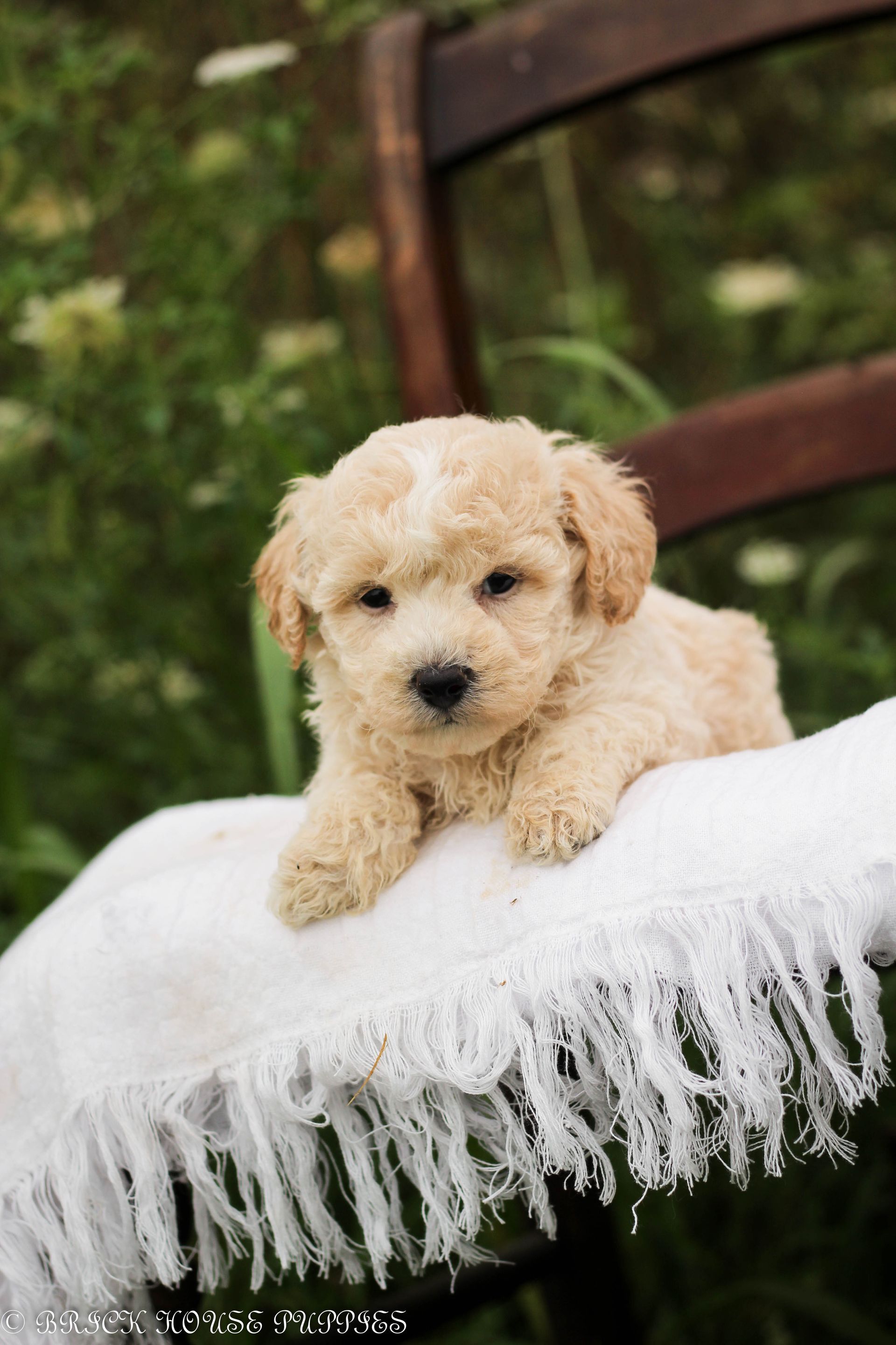 Brick House Puppies | Poochon | Poochon Puppies