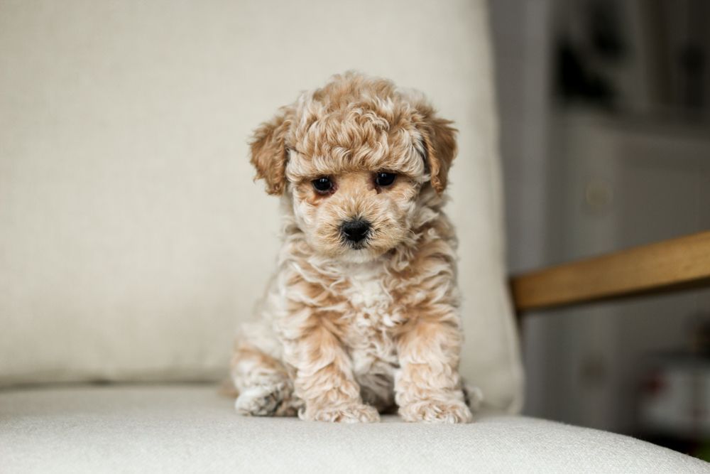 Brick House Puppies | Poochon | Poochon Puppies