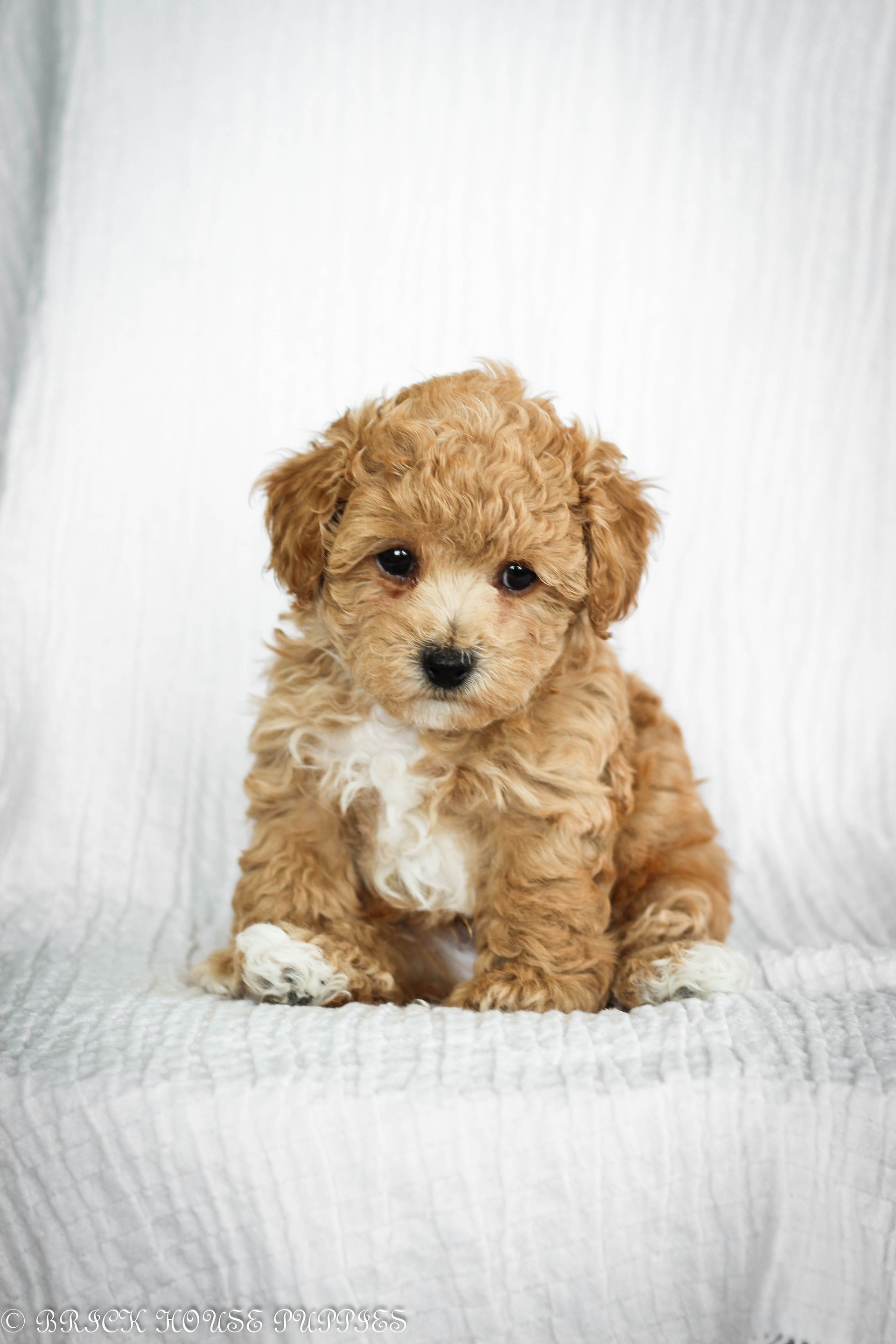 Brick House Puppies | Poochon | Poochon Puppies