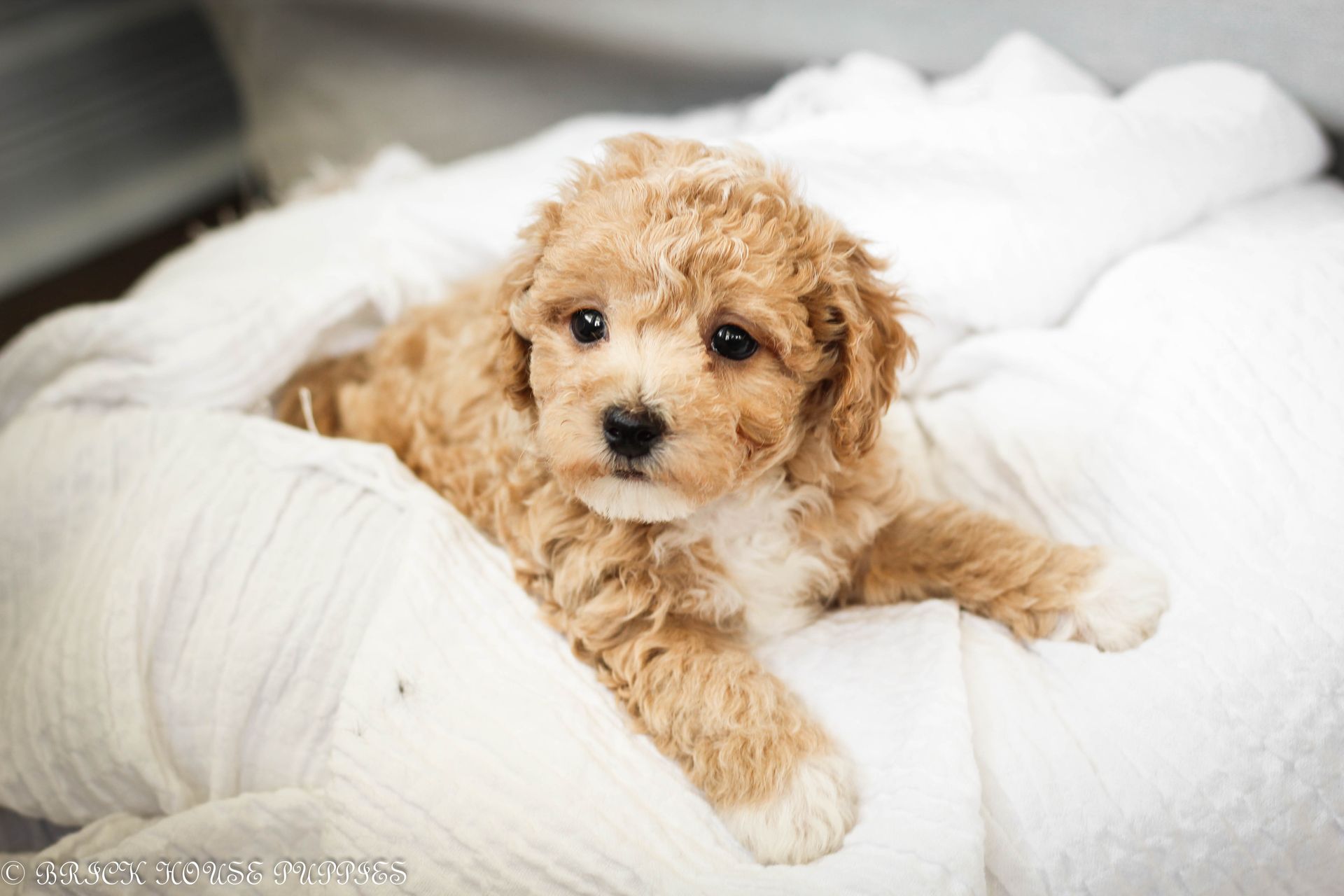 Brick House Puppies | Poochon | Poochon Puppies