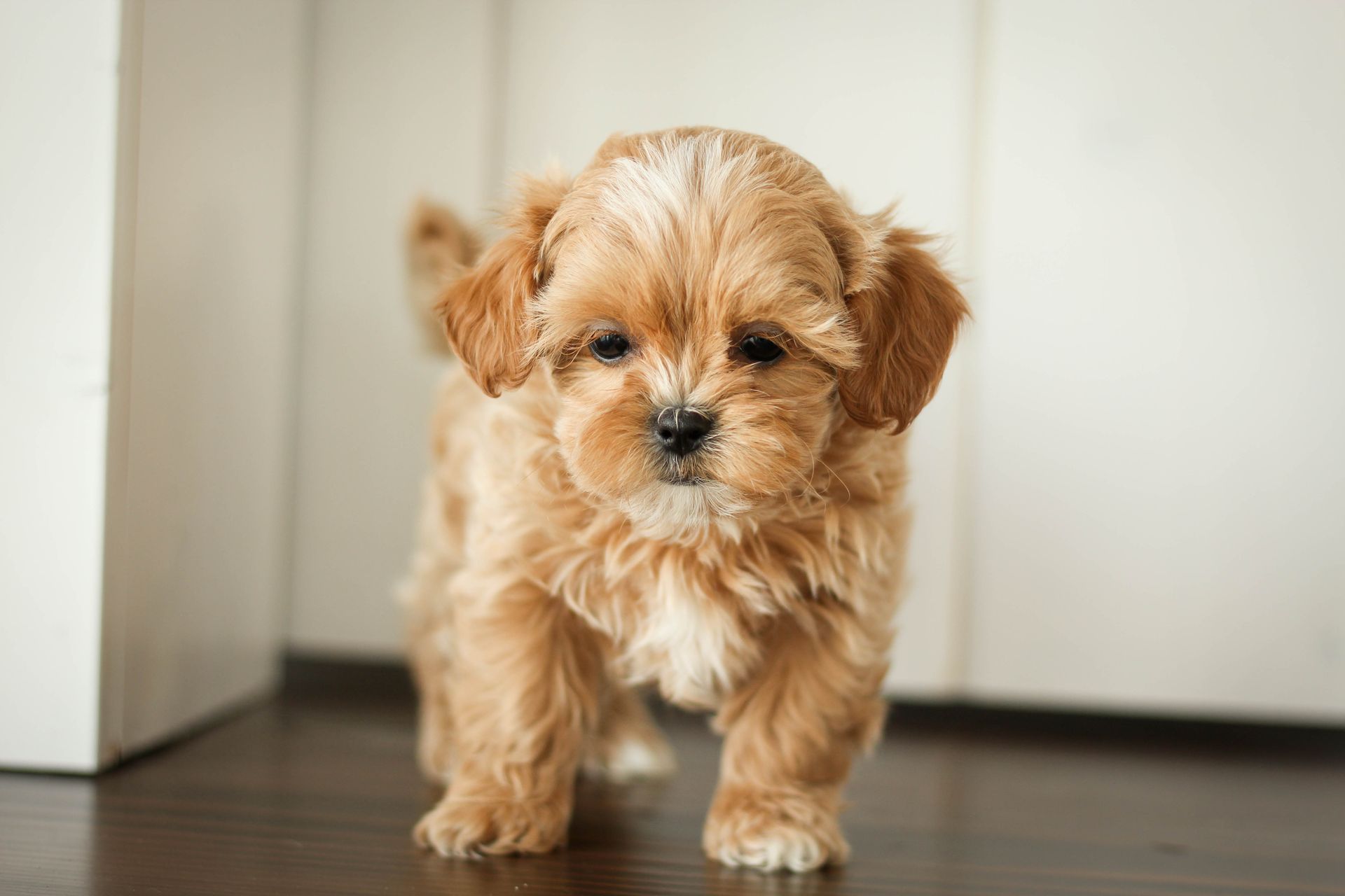 Shihpoo Puppy Album I Shihpoo puppies I Teddybear Puppies