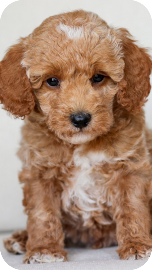 Poochon, Maltipoo, Shihpoo Puppies for Sale