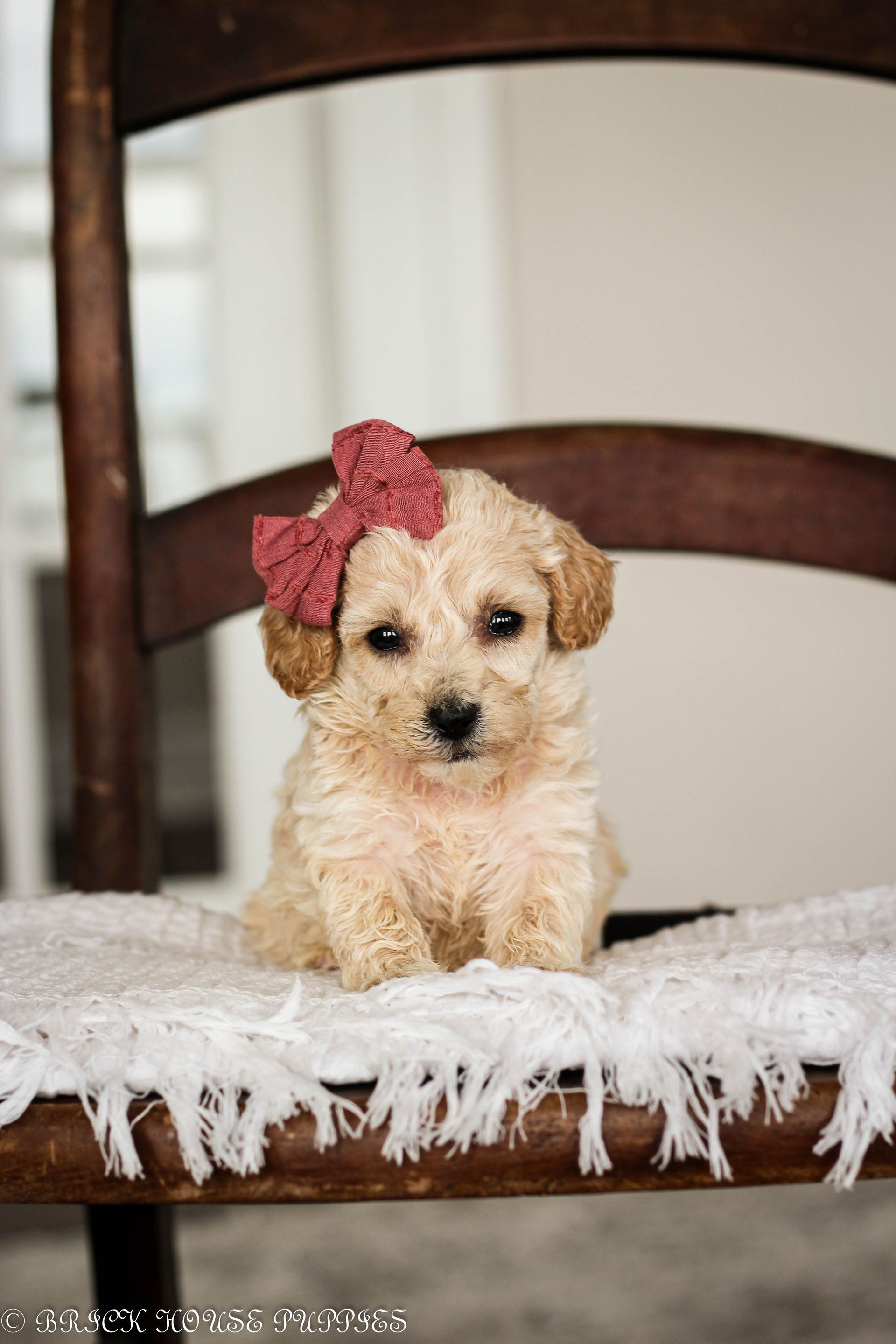 Brick House Puppies | Poochon | Poochon Puppies