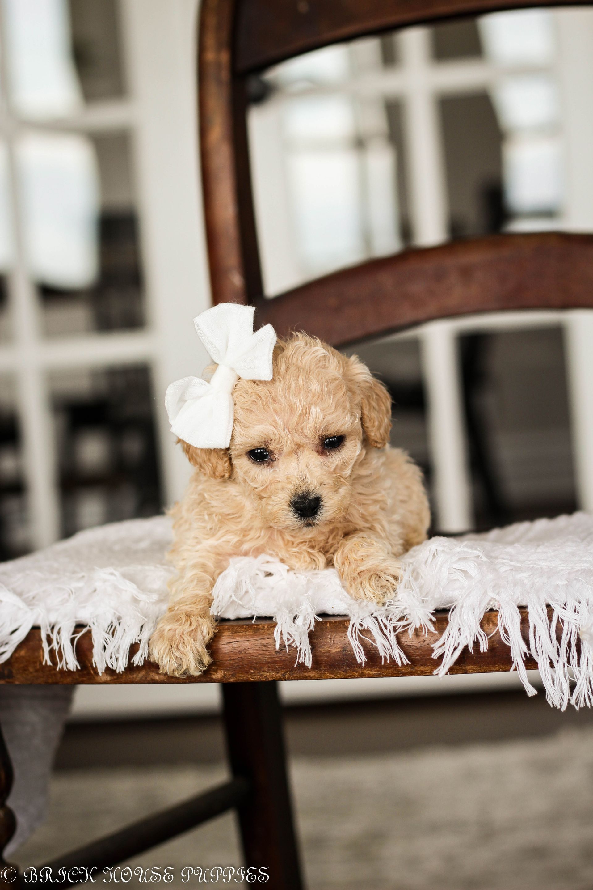 Brick House Puppies | Poochon | Poochon Puppies