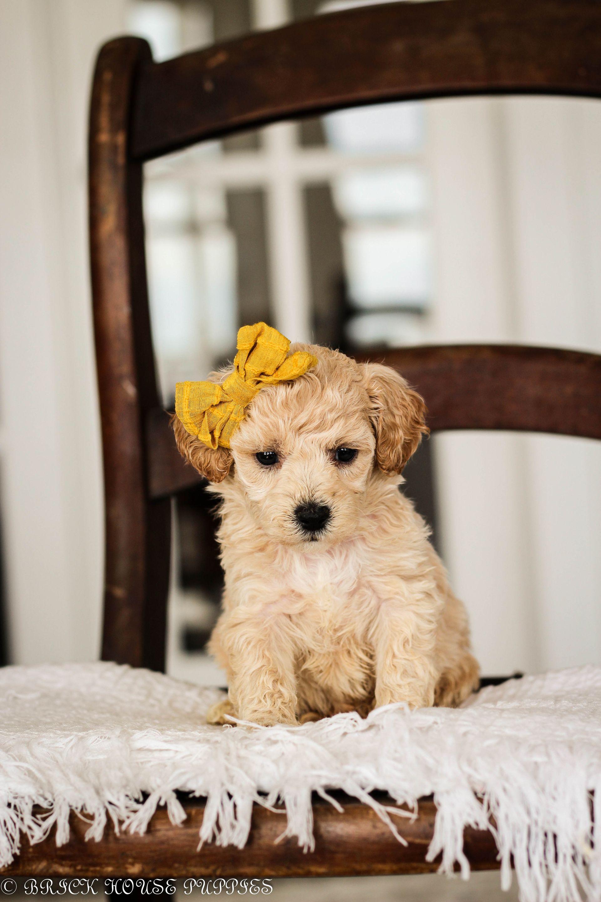 Brick House Puppies | Poochon | Poochon Puppies