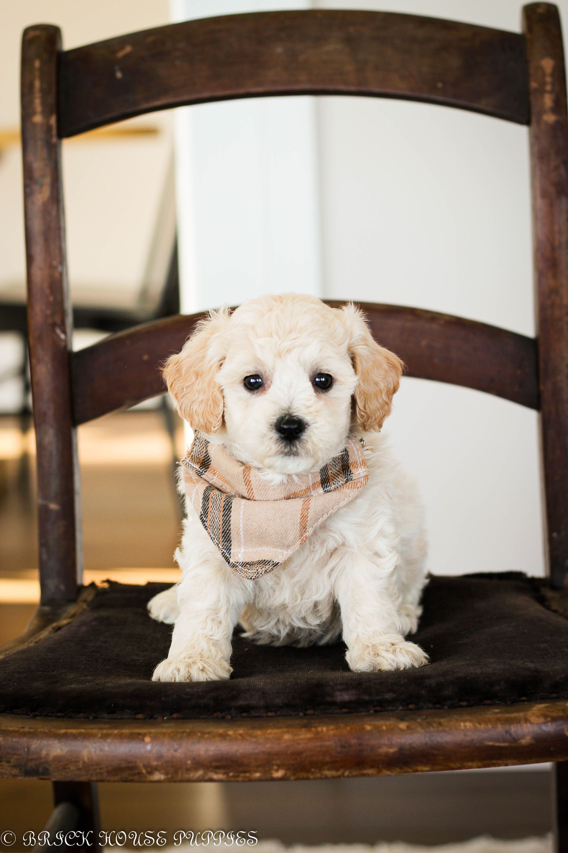 Brick House Puppies | Poochon | Poochon Puppies