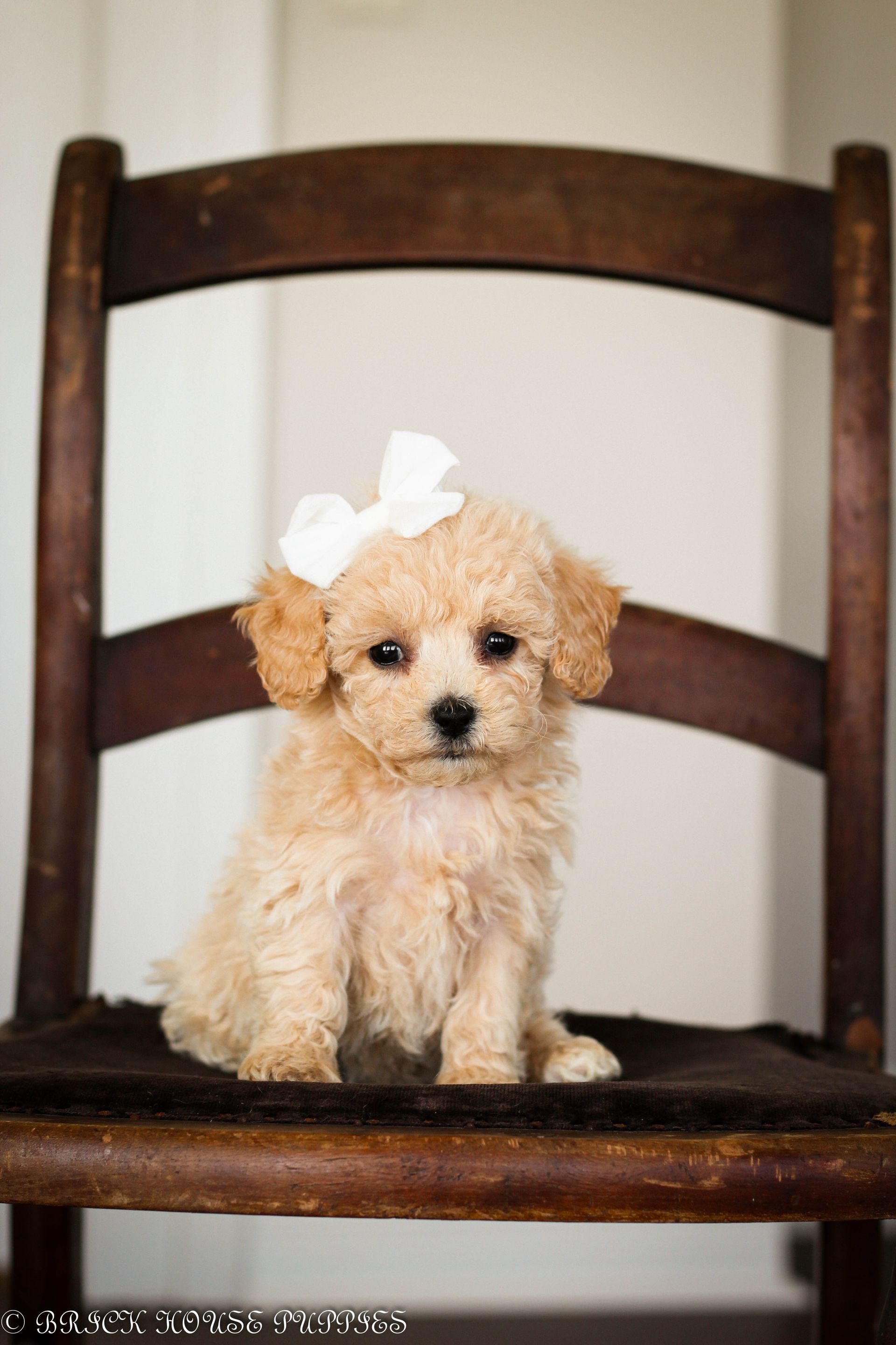 Brick House Puppies | Poochon | Poochon Puppies