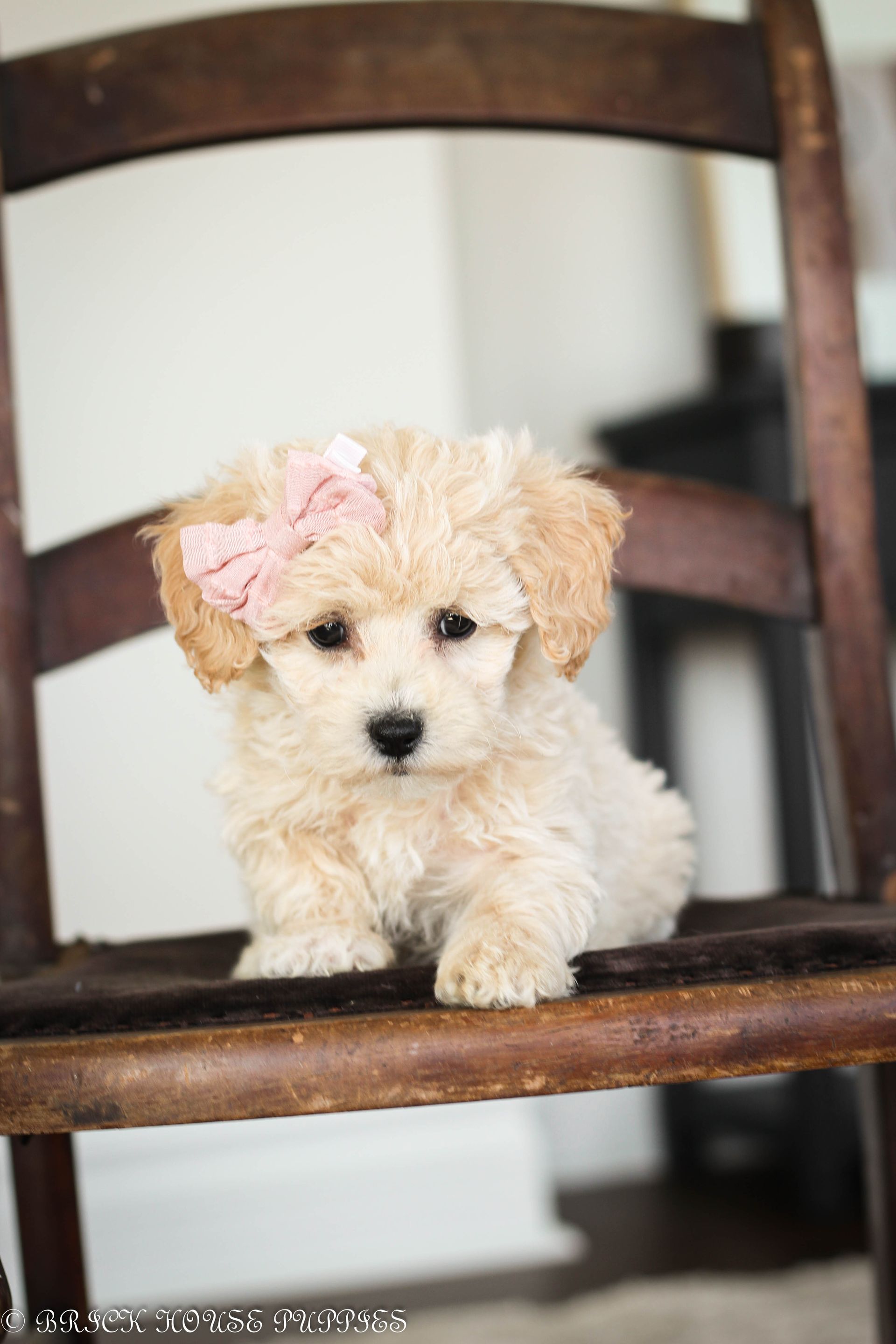 Brick House Puppies | Poochon | Poochon Puppies