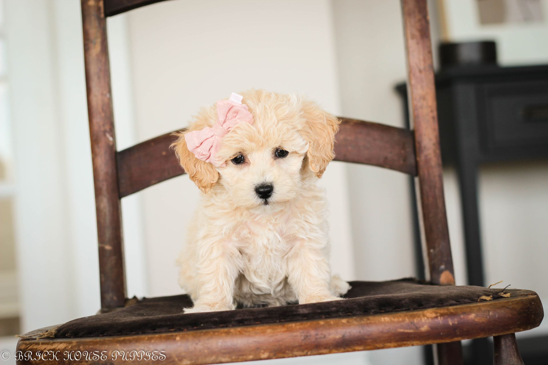 Poochon Puppy Album, Bichpoo puppies, Bichon Poodle Puppies