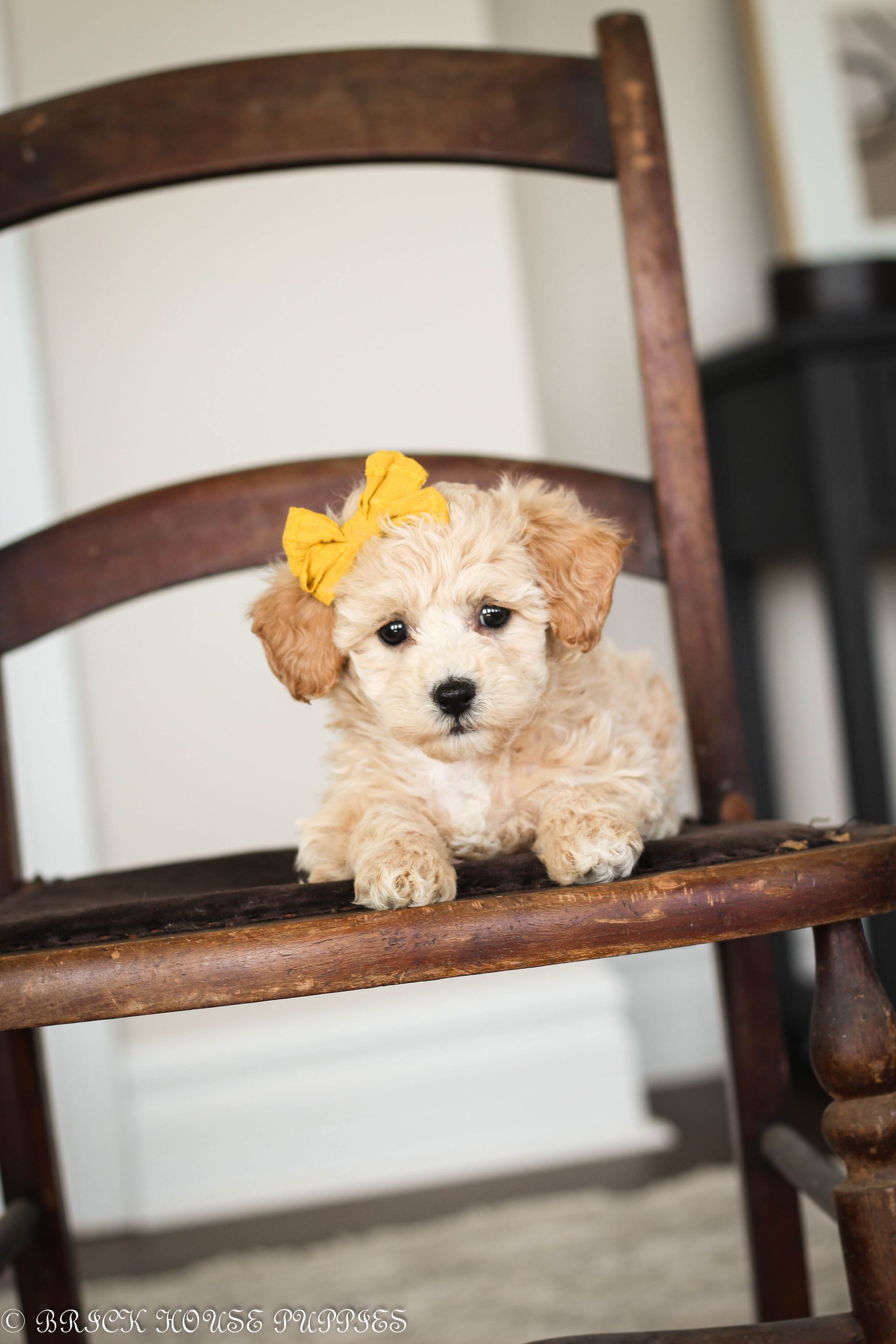 Brick House Puppies | Poochon | Poochon Puppies