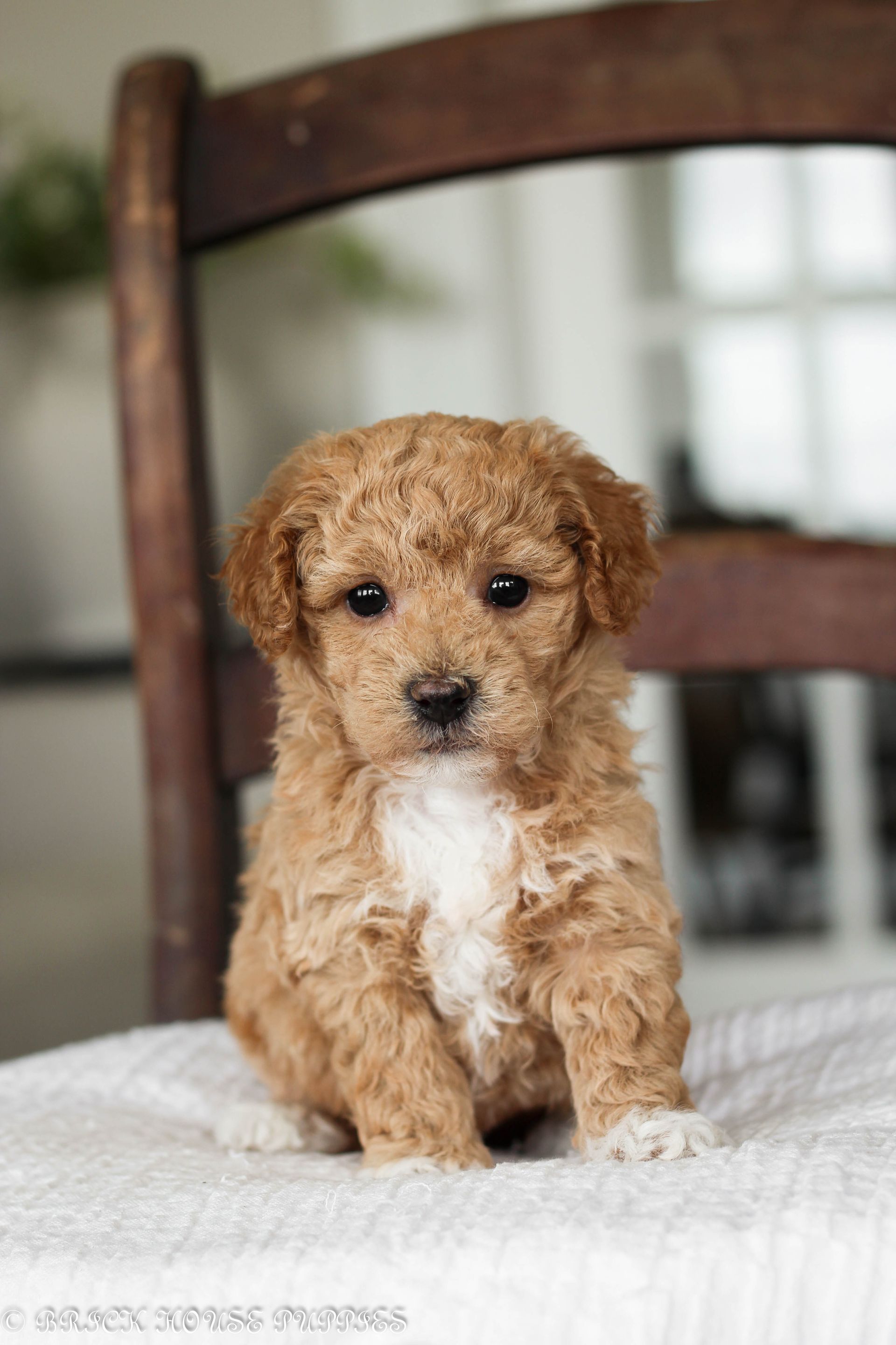 Brick House Puppies | Poochon | Poochon Puppies