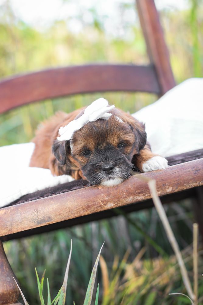 Shihpoo Puppy Album I Shihpoo puppies I Teddybear Puppies