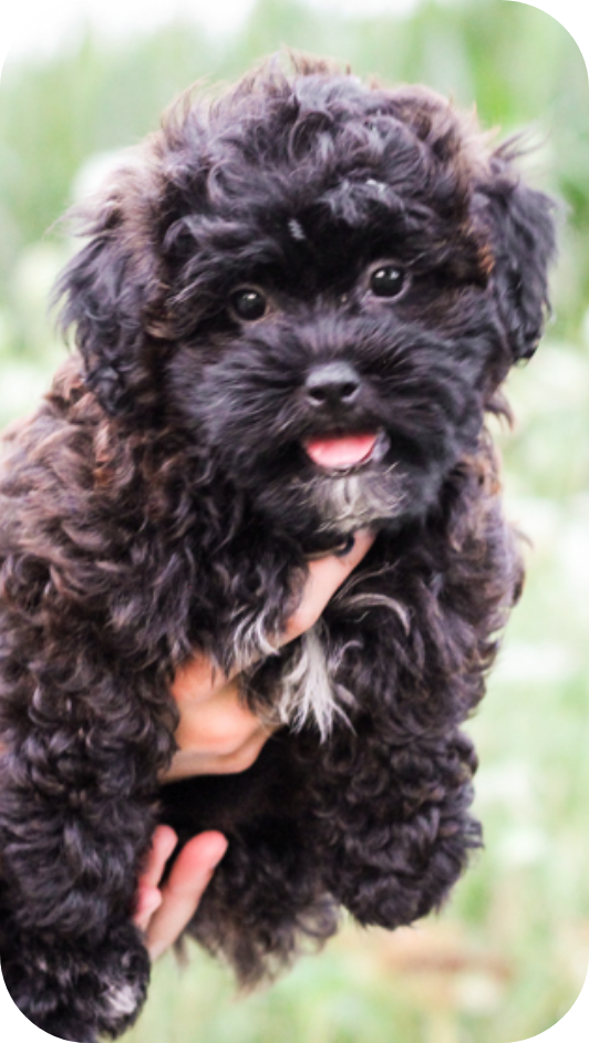Poochon, Maltipoo, Shihpoo Puppies for Sale