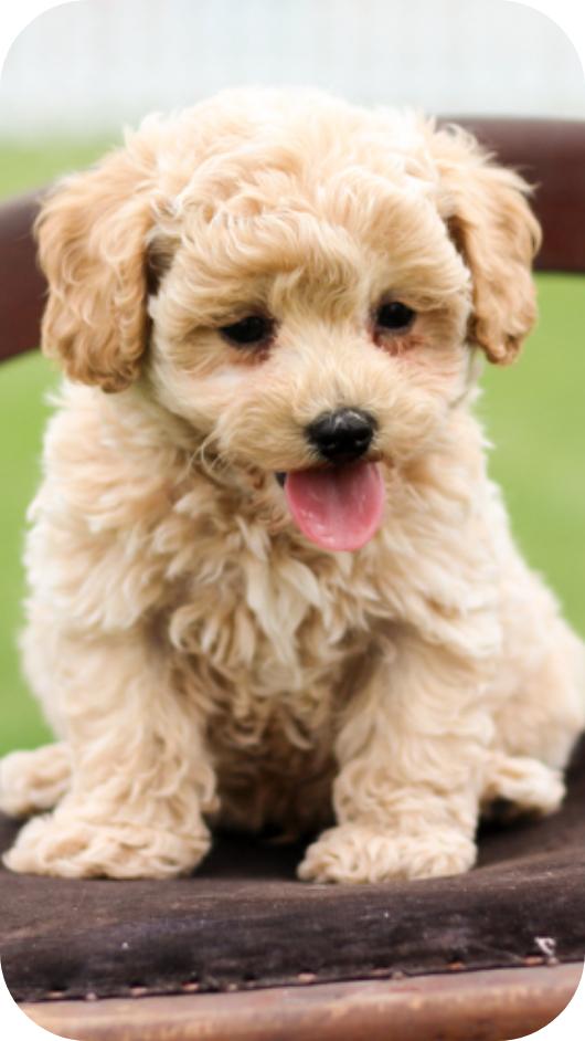 Poochon, Maltipoo, Shihpoo Puppies for Sale