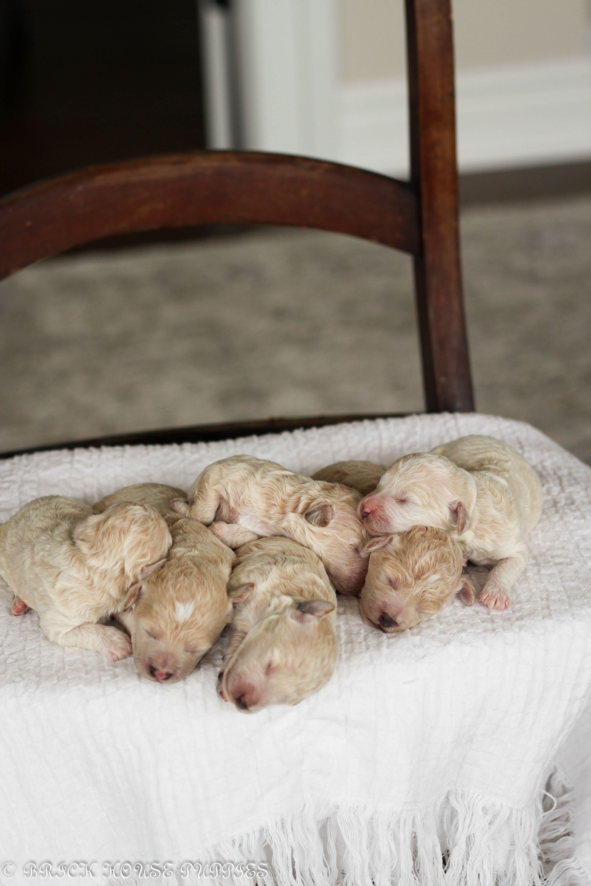 Brick House Puppies | Poochon | Poochon Puppies