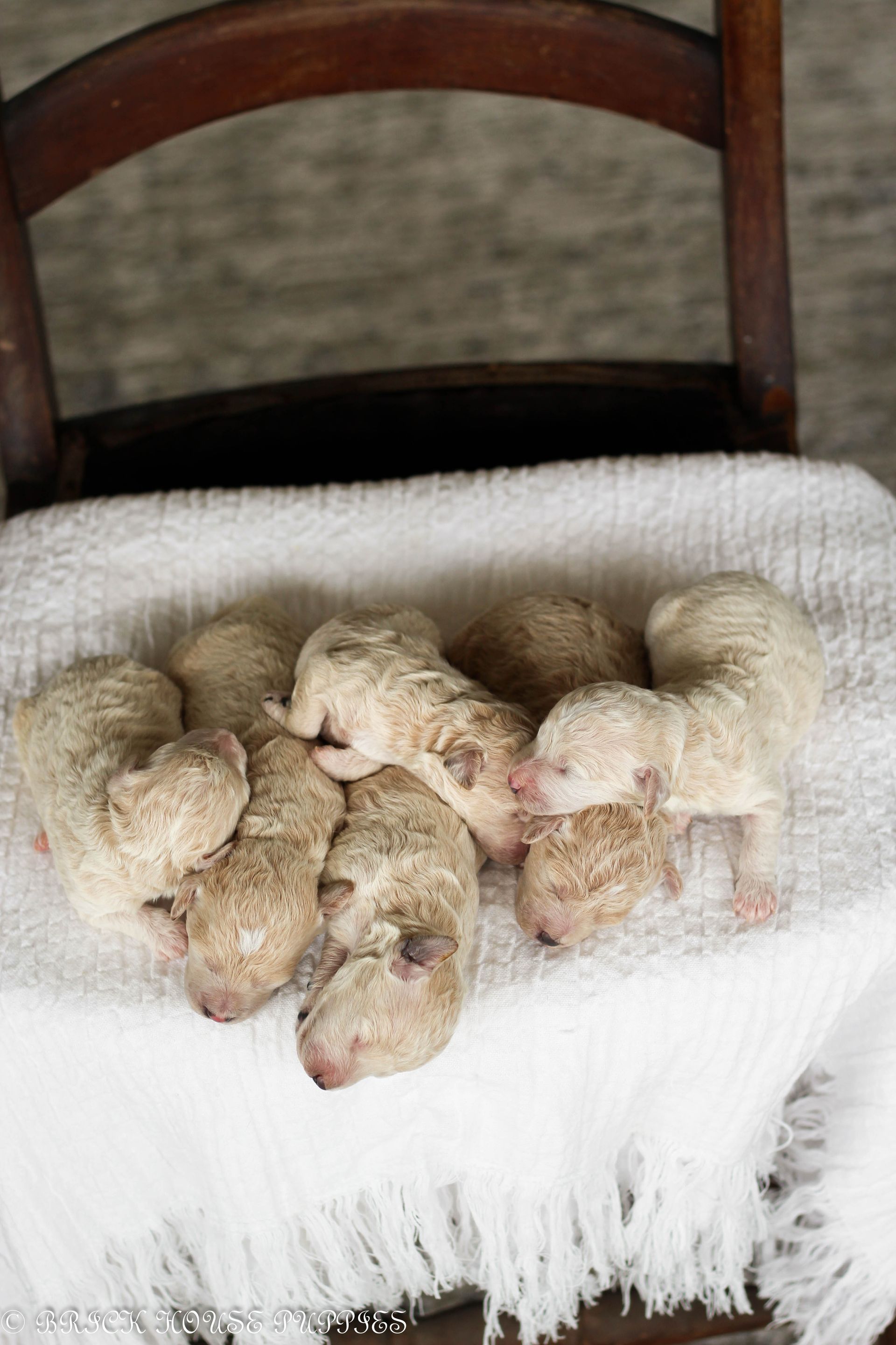 Brick House Puppies | Poochon | Poochon Puppies