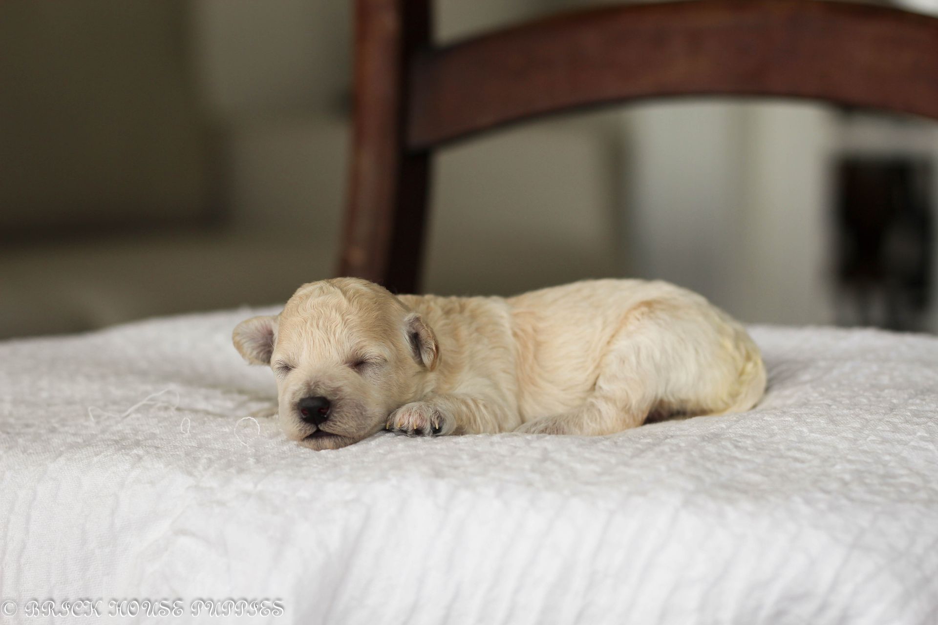 Brick House Puppies | Poochon | Poochon Puppies