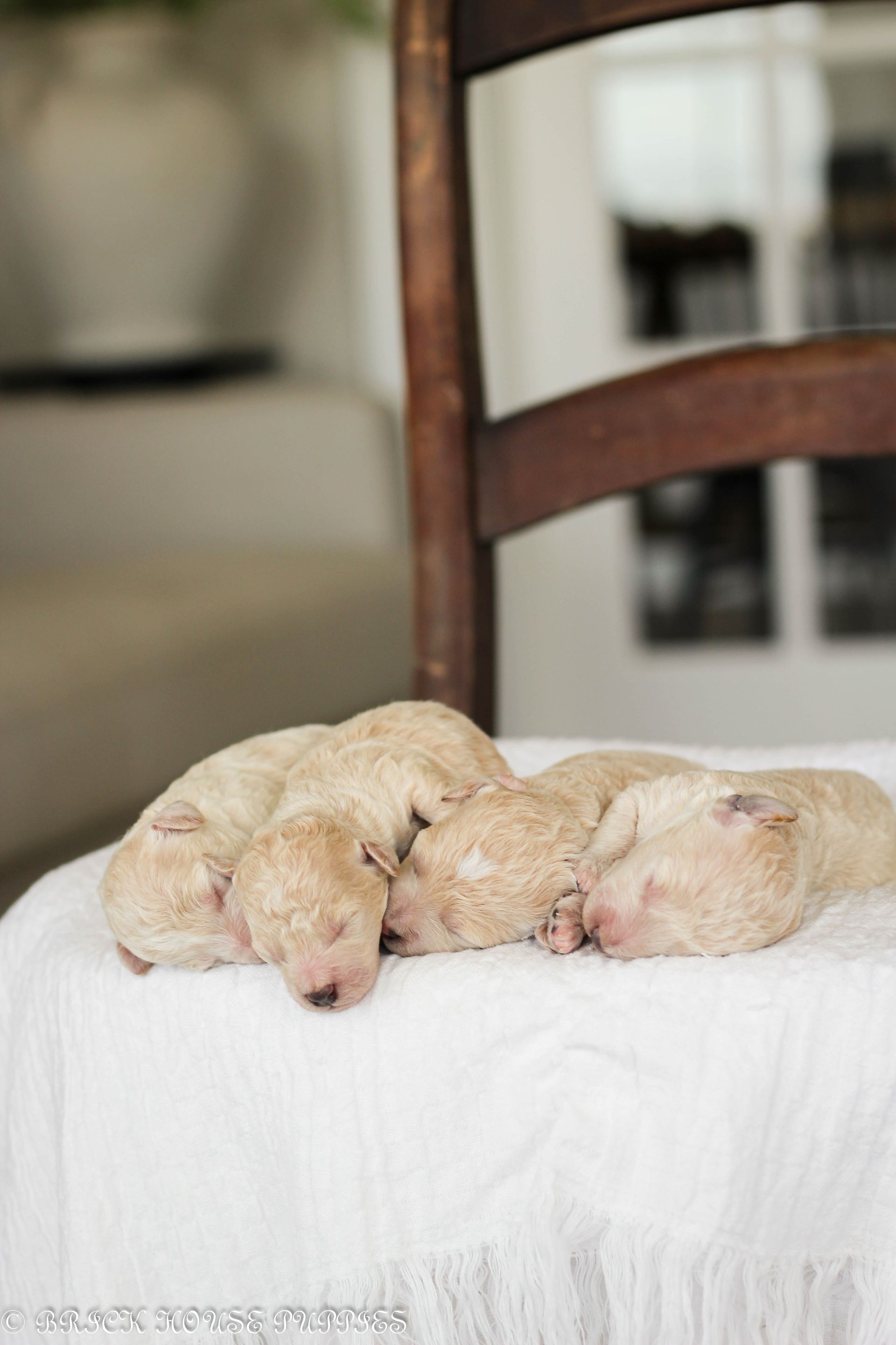 Brick House Puppies | Poochon | Poochon Puppies