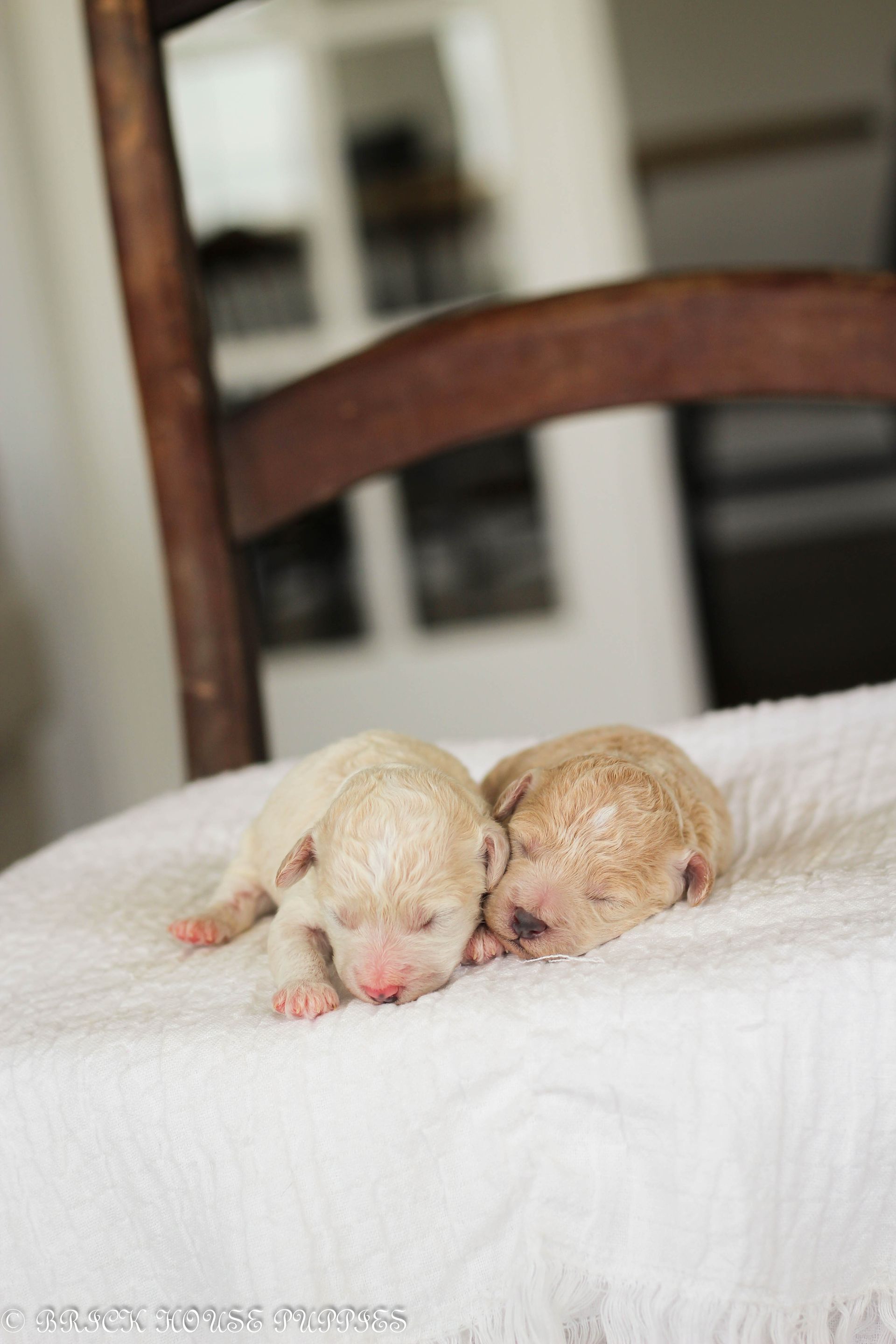 Brick House Puppies | Poochon | Poochon Puppies