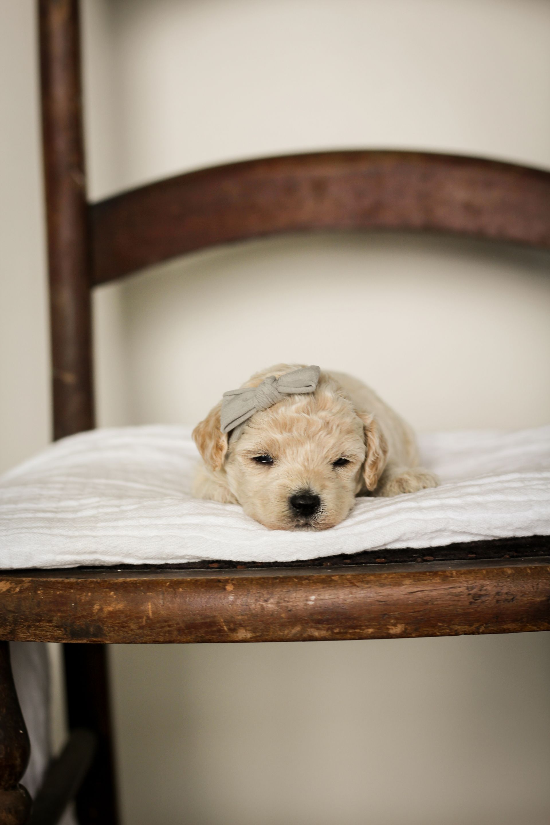 Brick House Puppies | Poochon | Poochon Puppies