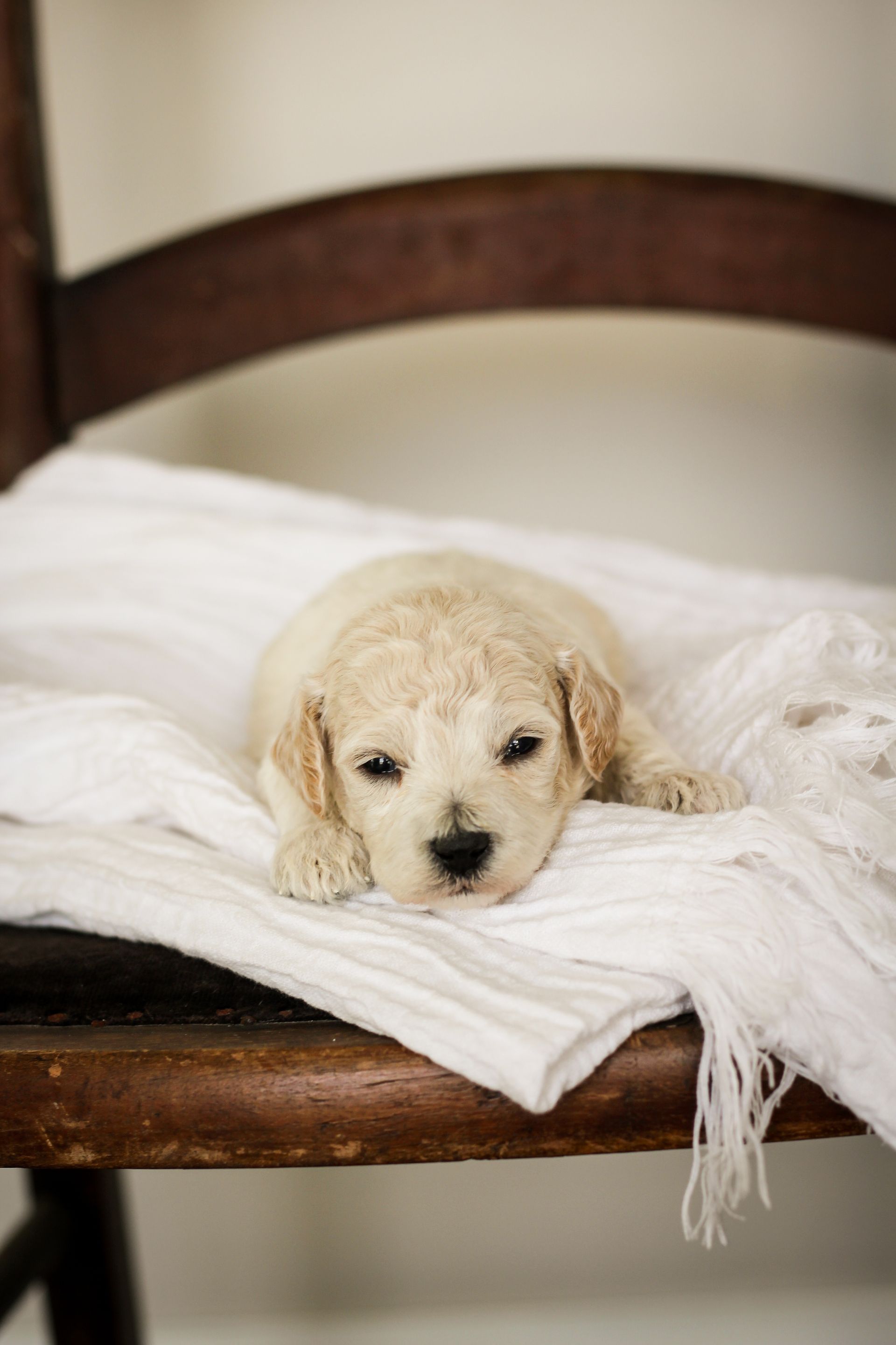 Brick House Puppies | Poochon | Poochon Puppies
