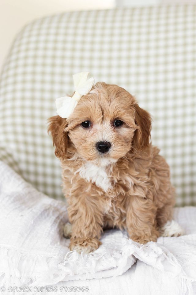 maltipoo ginger