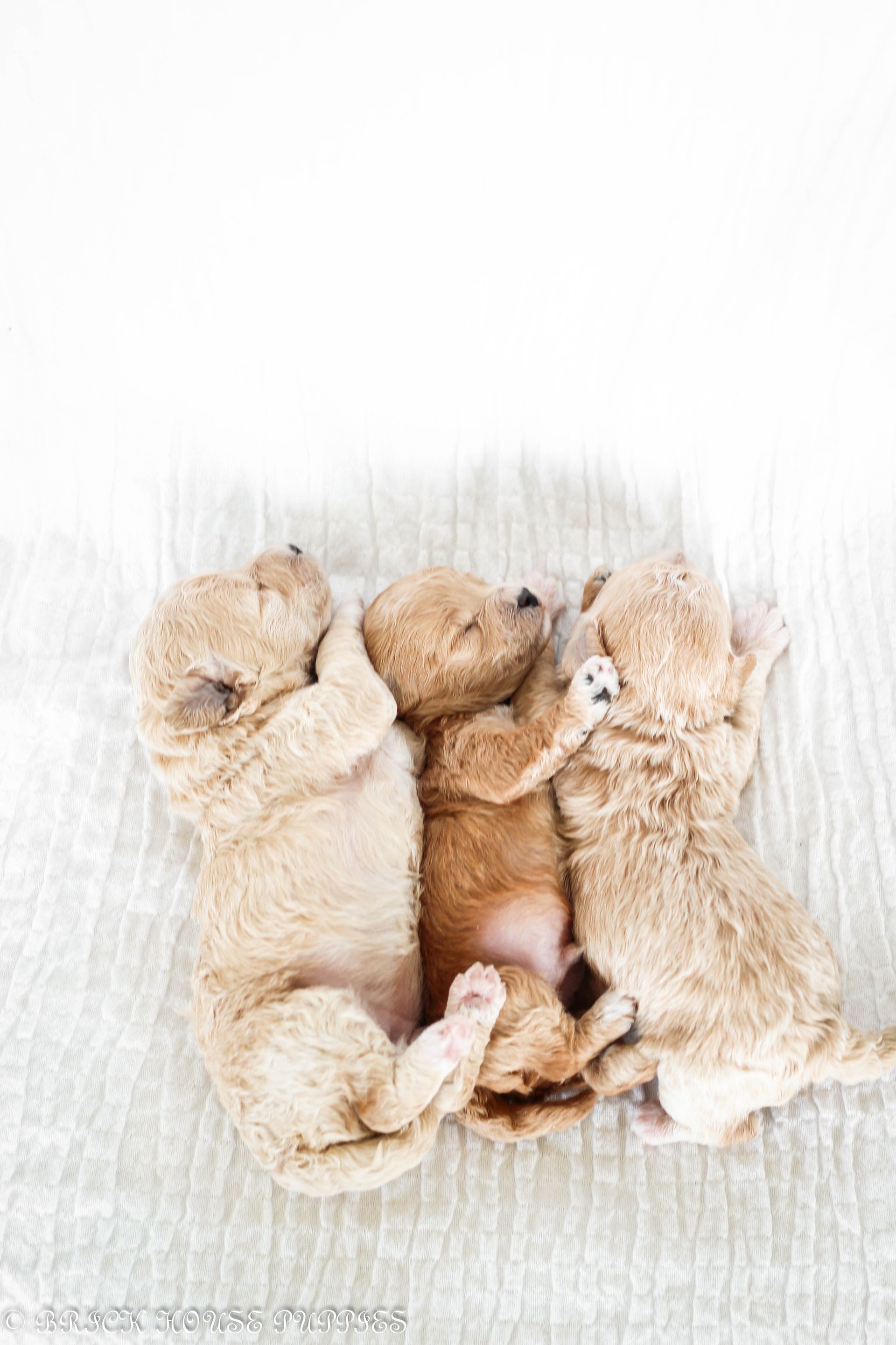 Brick House Puppies | Poochon | Poochon Puppies