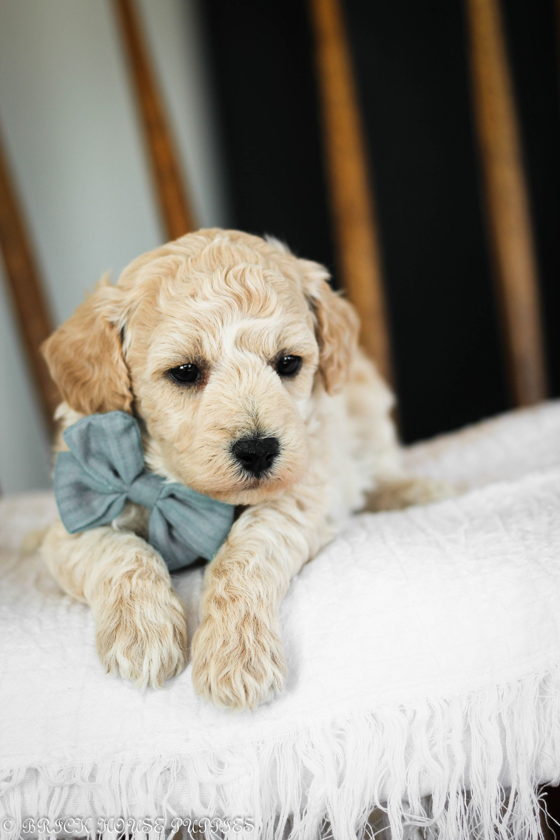 Brick House Puppies | Poochon | Poochon Puppies